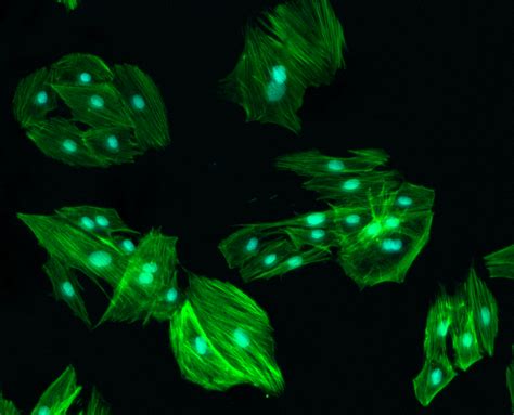 Cell Immunofluorescence Innopsys
