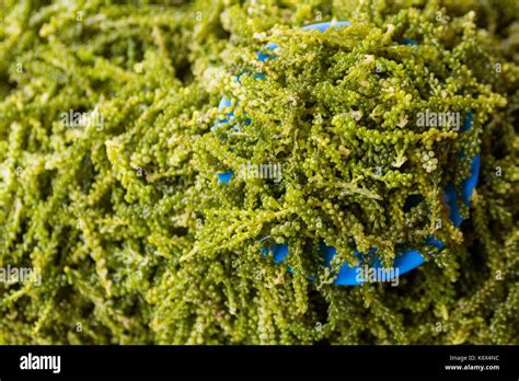 Philippines Palawan Aborlan Lato Seaweed Caulerpa Lentillifera In