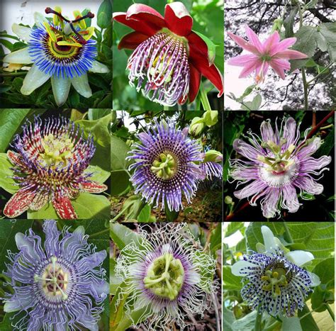 Different Types Of Passion Flowers