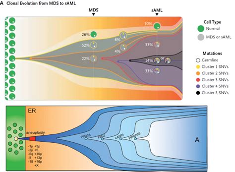Does Anyone Can Help Me To Draw The Tumor Clonal Evolution Figure As