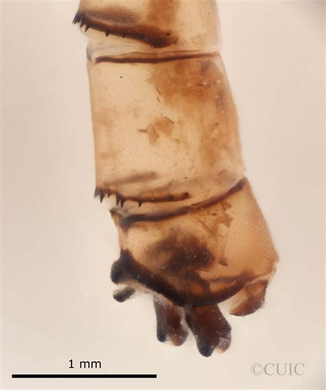 Pseudagrion Evanidum Cuic