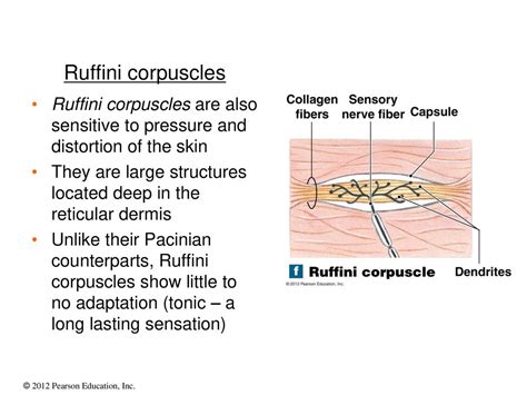 Introductory Laboratory Lecture Ppt Download