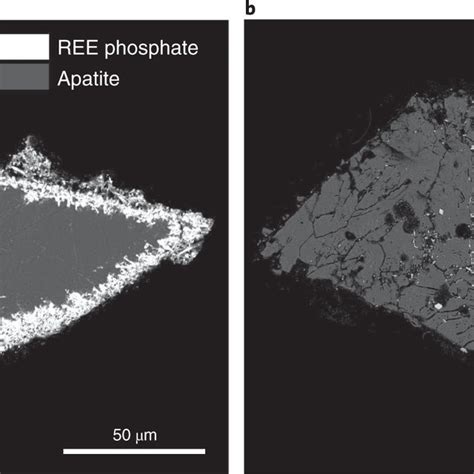 Scanning Electron Microscopy Images Demonstrating The Difference In The