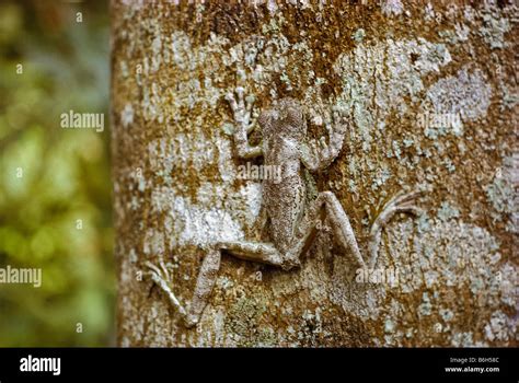 Concealment Hyla Pardalis Tree Frog Camouflagued Rio De Janeiro Stock