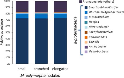 Medicago Polymorpha Nodule Microbiome Download Scientific Diagram