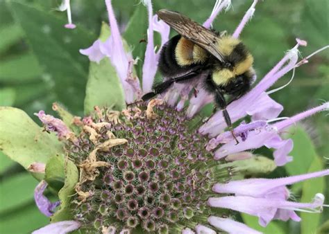 Bug Othe Week Rusty Patched Bumble Bee Riveredge Nature Center