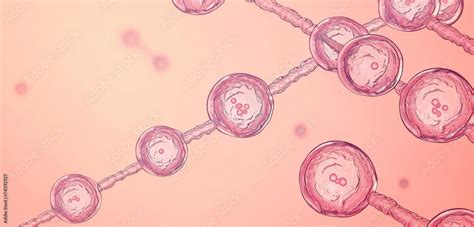 Schematic Illustration Of The Formation Of Tetrads During Early Meiosis