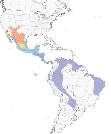 Zone Tailed Hawk Guide Buteo Albonotatus Birding Insider