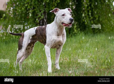 Female American Pitbull Black And White