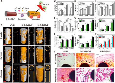 High Efficiency Osseointegration Evaluation In Vivo A New Bone Download Scientific Diagram