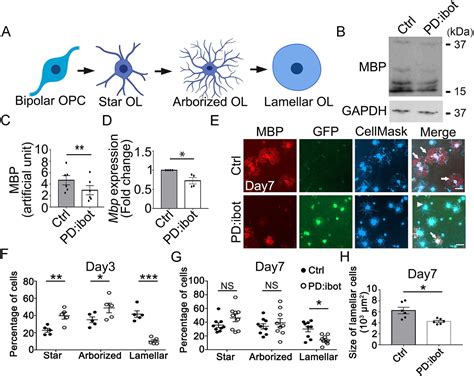 Figures And Data In Oligodendrocyte Lineage Cell Exocytosis And L Type Prostaglandin D Synthase