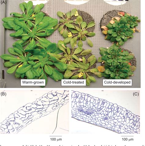 Phenotypic Plasticity Examples