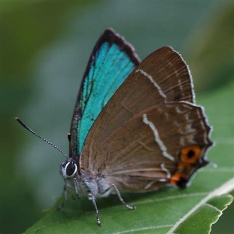 Amlnzu Mirizc Yczd Oqcovx Cl R Ce Ieppkggcg S C K C X Ffffff No Rj