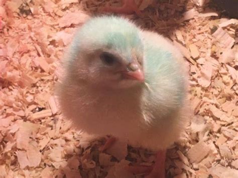 Premium Grade Ross 308 Cobbs 700 Day Old Broiler Chicks 100 Box