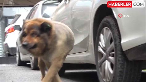 Trabzonun Aslan Kralı Sokak Köpeği