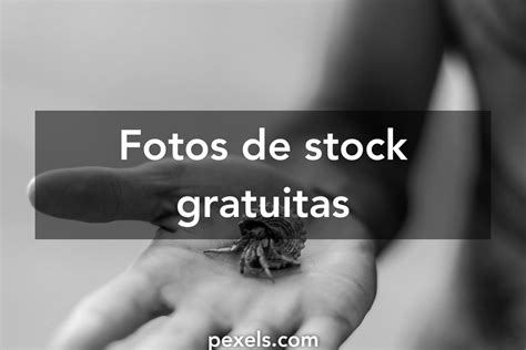 60 Fotos Y Imágenes De Kukacka Plam Gratis · Banco De Fotos Gratis