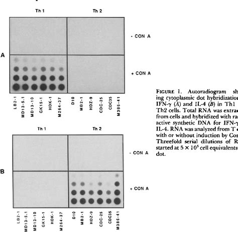 Figure 1 From Two Types Of Mouse Helper T Cell Clone And Semantic Scholar