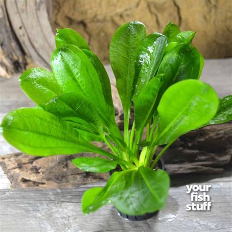 Rosette Sword Echinodorus Parviflorus Aquarium Plant Your Fish Stuff