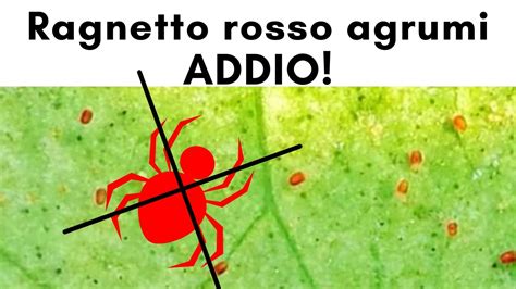 Il Mistero Del Ragnetto Arancione Una Scoperta Sorprendente Actualizado Dicembre 2025