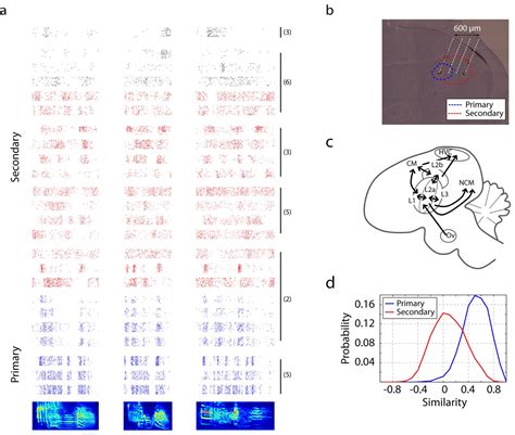 Transformation Of Temporal Sequences In The Zebra Finch Auditory System Elife