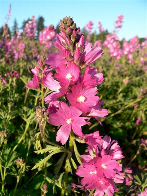 Rose Checkermallow Sidalcea Malviflora Ssp Virgata Wholesale