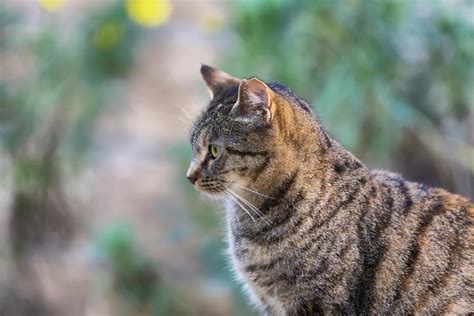Información Del Gato Común Europeo Características Y Carácter Con Fotos
