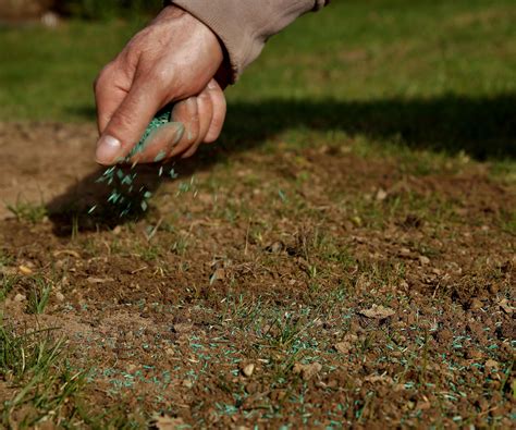 Repairing A Lawn With Grass Seed At Marcellus Meyers Blog