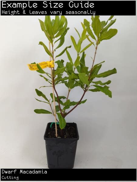 Dwarf Macadamia Tree Macadamia Integrifolia