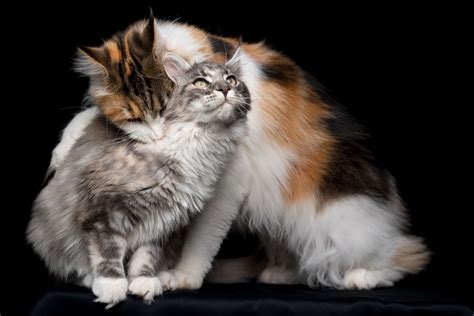 Why Do Cats Bite Each Others Neck Onlinecatworld