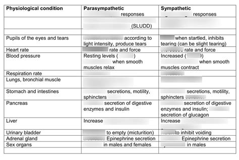 Nervous System Diagram Quizlet