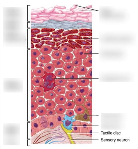 3 Epidermis Label Diagram Quizlet