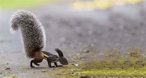 Tufted Ground Squirrel Habitat And Conservation Status