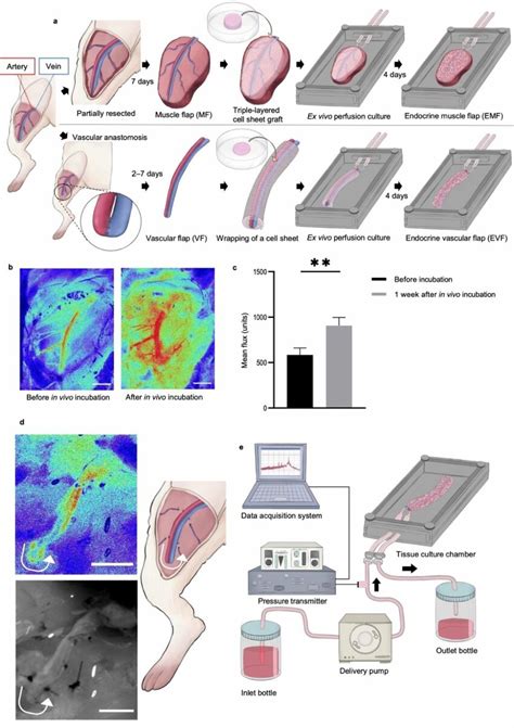 Fabrication Of Functional Vascularized Endocrine Tissue By Ex Vivo Download Scientific Diagram