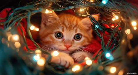 Aesthetic Christmas Lights Wallpapers Hd For Pc Pixelstalk