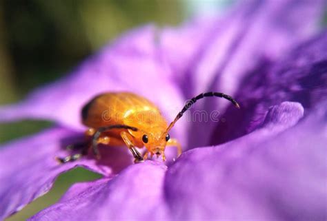 Bug Stock Image Image Of Purple Nature Flower Tiny 54455105