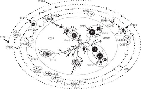 eburst analysis of allelic profiles of 2331 k pneumoniae strains