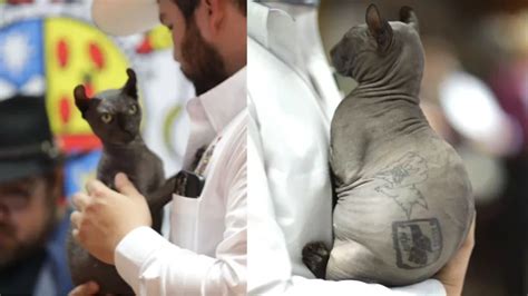 Gato Esfinge Que Fue Tatuado En Ciudad Juárez Es Puesto En Adopción