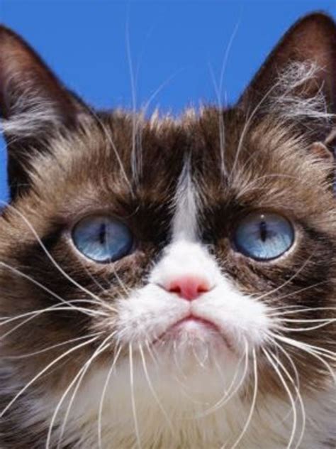 Grumpy Cat With Celebrities