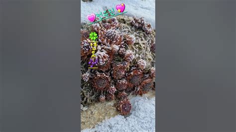 전유진 🍀연모 💖 Youtube