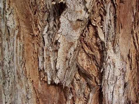 Free Tree Bark Texture Stock Photo FreeImages Com