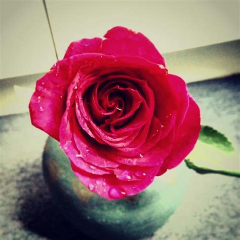 Perfectly Captured Rose Images Free Download On Freepik