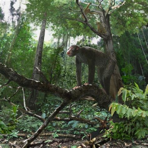 Evidence Reveals Habitat Preference Of Prehistoric African Ape Species
