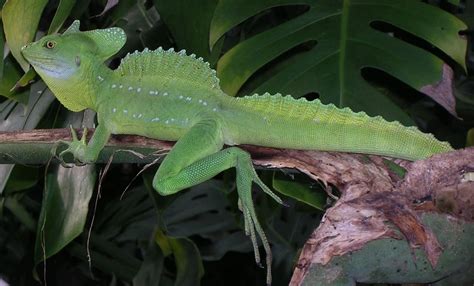 Basilisk Lizard Feet At Claire Hawes Blog