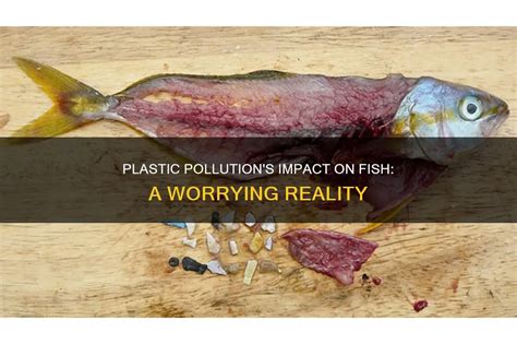 Plastic Pollutions Impact On Fish A Worrying Reality Shunwaste
