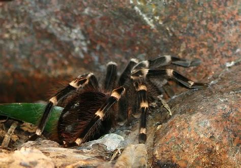 Brazilian Whiteknee Tarantula Facts Diet Habitat And Pictures On
