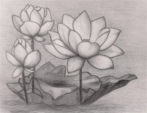 Japanese Lotus Flower Drawing At Explore