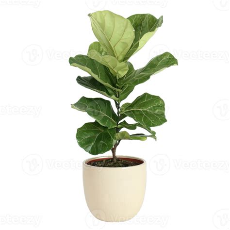 Fiddle Leaf Fig Plant In Pot Studio Shot 66344214 Png