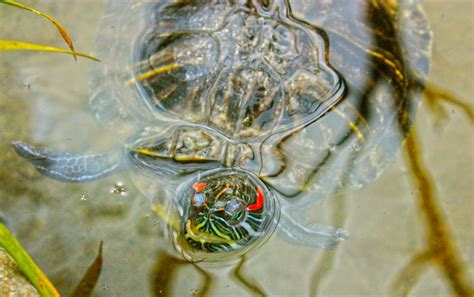 Turtle Smithsonian Photo Contest Smithsonian Magazine