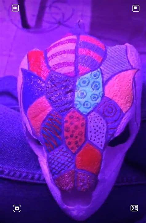 Turtle Skull Rtaxidermy