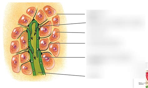 Lymp Dic Diagram Quizlet
